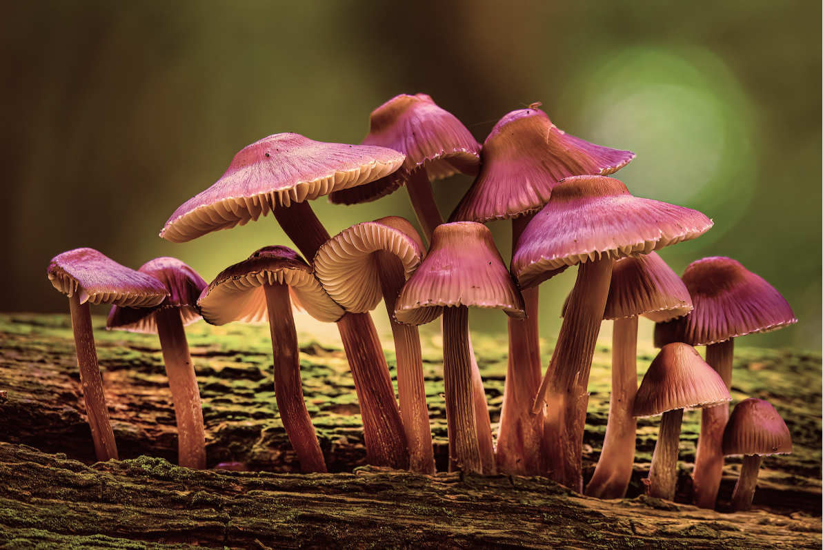 Training the Next Generation: What It Takes to Become a Certified ...